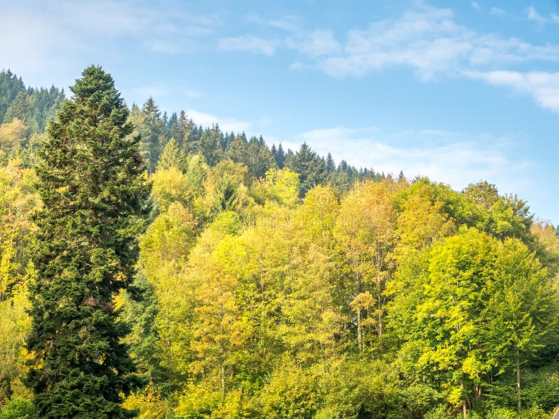 Tree in Schwarzwald, Germany Stock Photo - Image of recreation, refresh ...