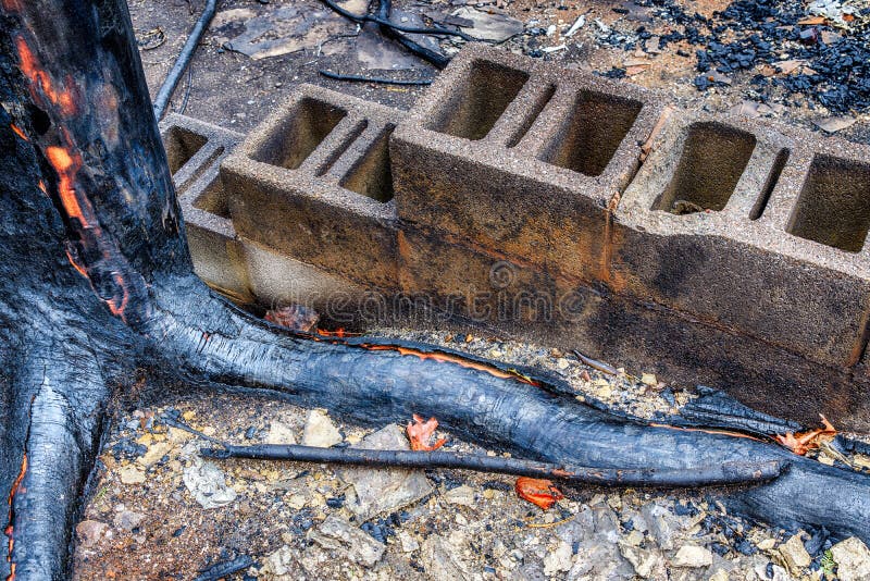 Tree Scorched by Forest Fire Stock Image - Image of charred ...