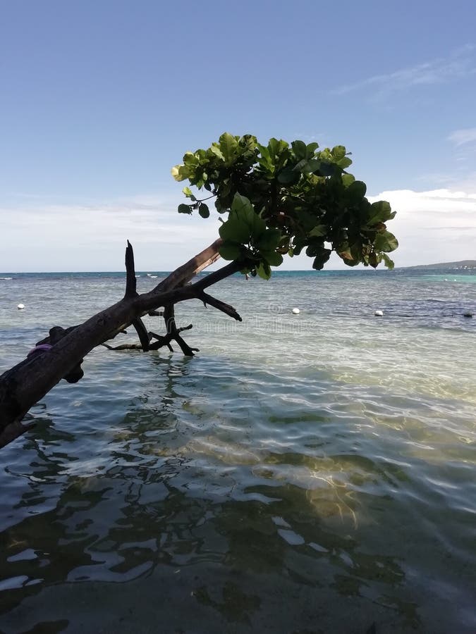 Tree in sea stock photo. Image of tree, jamaica, beach - 171917500