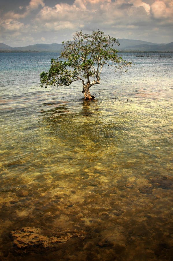 Tree of the Sea stock image. Image of leon, luzon, philippines - 20328613