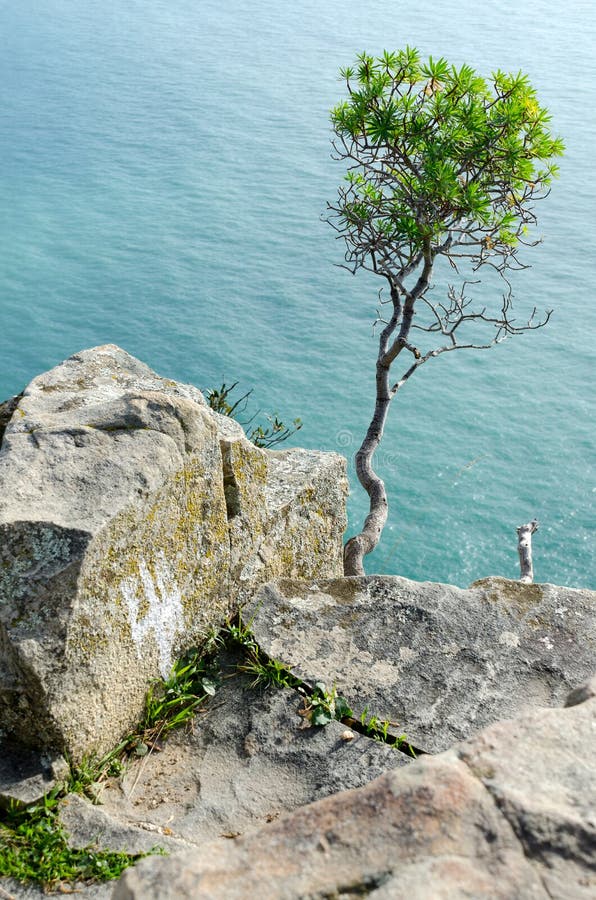 Tree on the sea stock image. Image of root, environment - 28939081