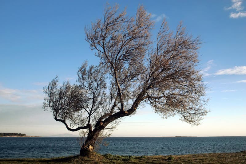 Tree by the sea stock photo. Image of water, gale, croatia - 3910134