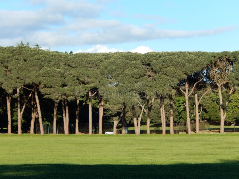 Trees, brijuni, croatia stock photo. Image of brijuni - 72467376