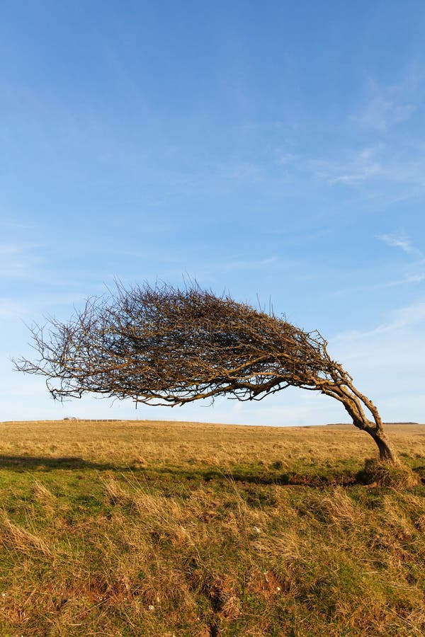 Tree at sea coast. stock image. Image of nature, blue - 38882967