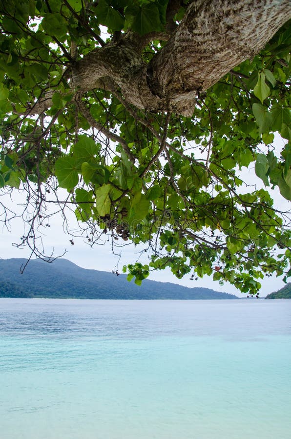 Tree and sea stock photo. Image of palm, water, vacation - 33155160