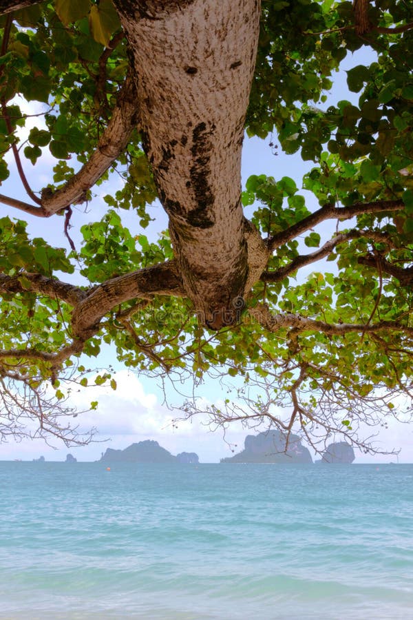 Tree sea and island stock photo. Image of rock, sand - 32550650