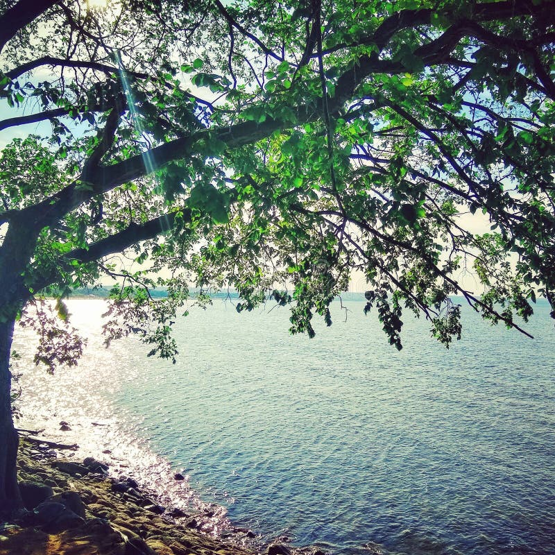 Tree by the sea stock image. Image of view, green, tree - 159775411
