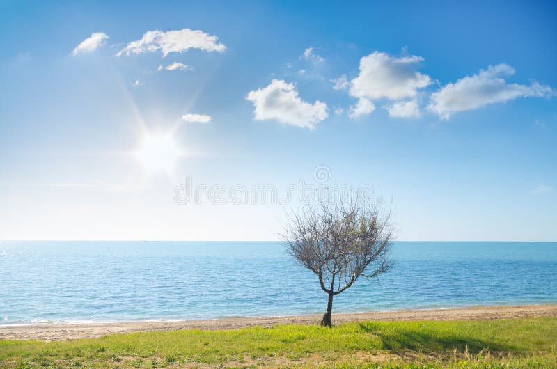 Tree on sea shore stock photo. Image of sand, water - 243929548