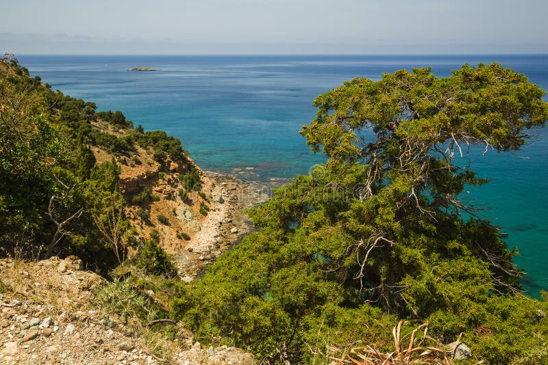 Tree on the sea shore stock image. Image of shore, cape - 32248607
