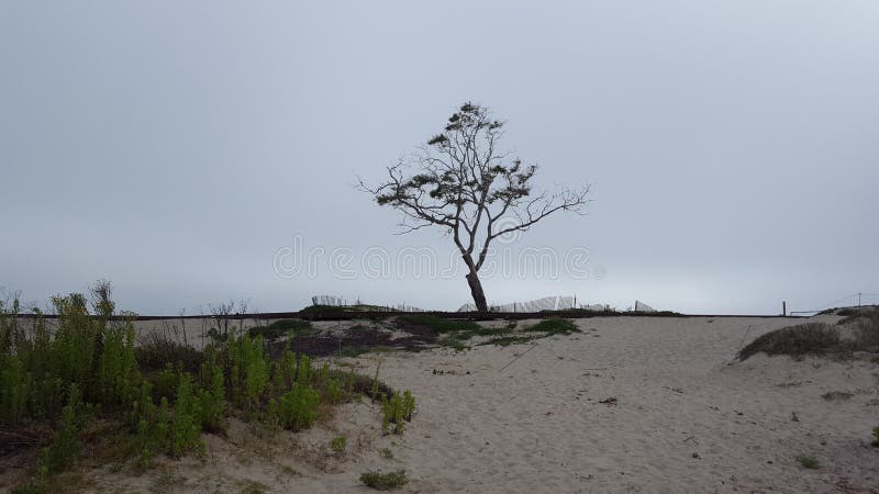 Tree by sea stock image. Image of outdoor, beach, daytime - 126980337