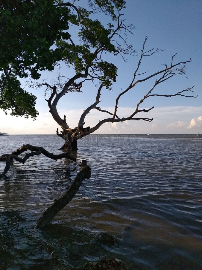 Tree in the sea stock photo. Image of spring, trunk - 182252440