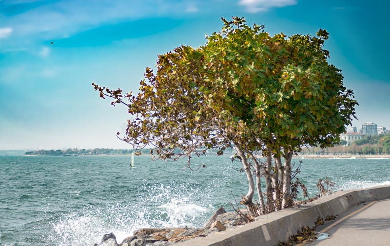Tree by the sea stock image. Image of water, ocean, blue - 107815859