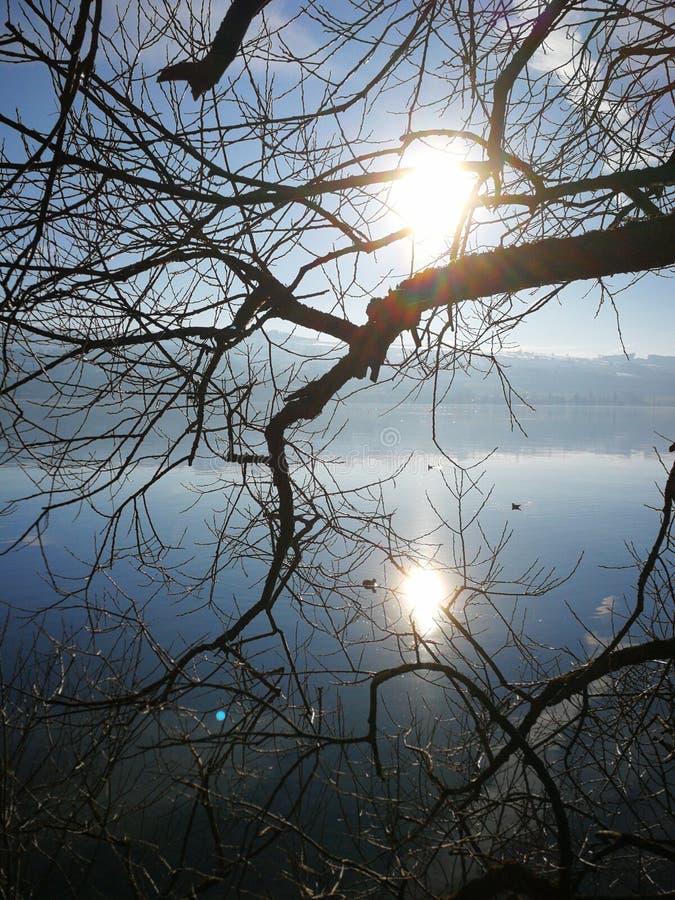 Tree Sea Water Sun Summer Fallen Reflecting Stock Photo - Image of ...