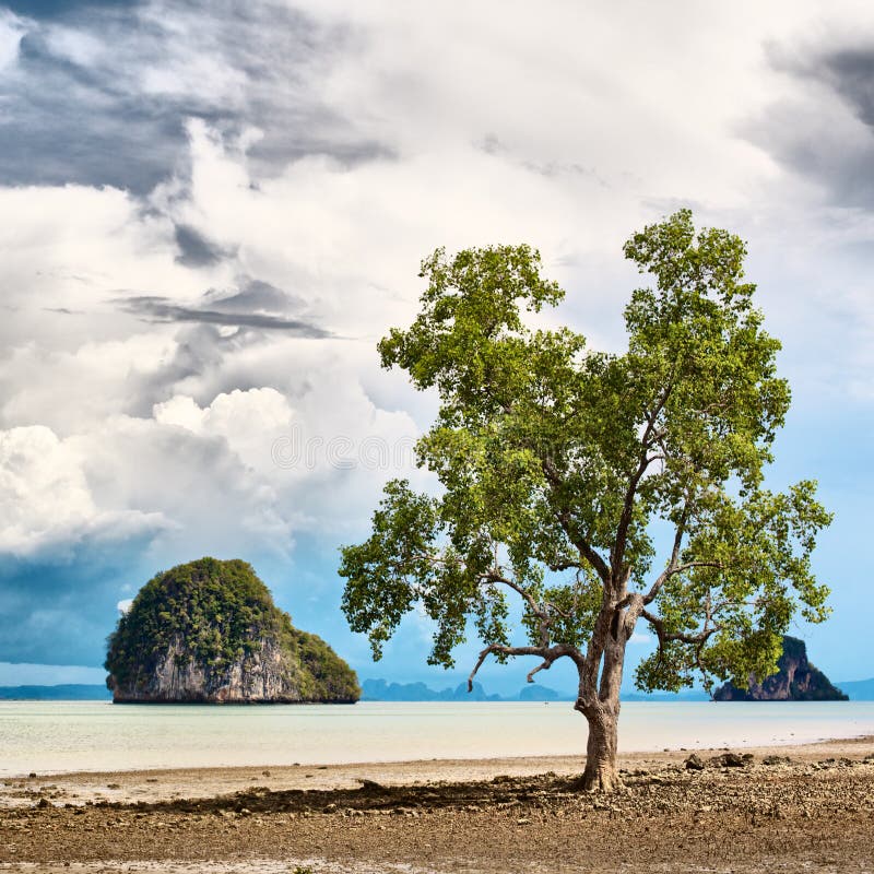 Tree on Seashore stock photo. Image of lanta, beautiful - 35378734