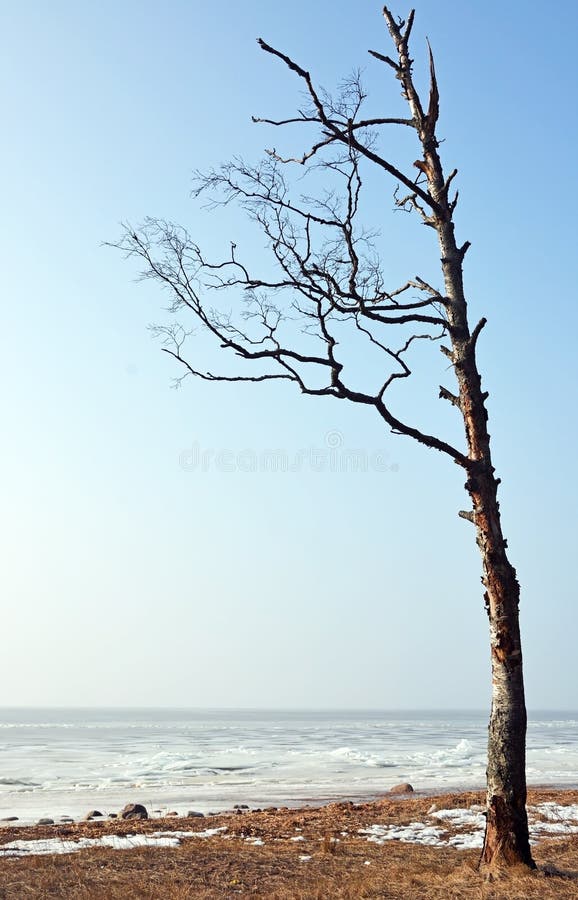 Tree on the seashore stock photo. Image of moody, season - 50490898