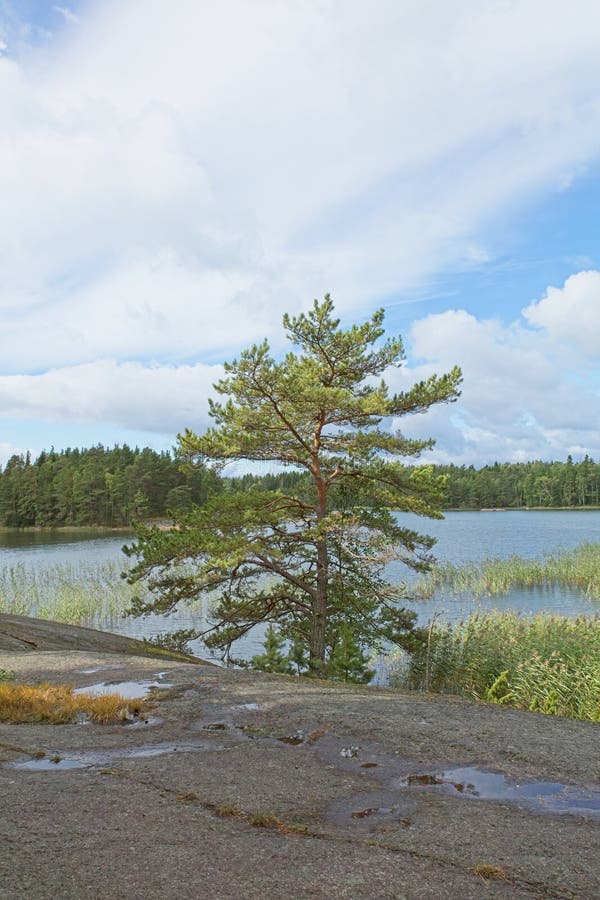 Tree on seashore. stock photo. Image of shore, nature - 314382410