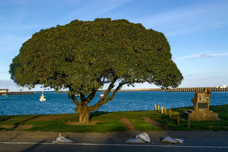 A tree at the seaside stock image. Image of seaside, environment - 23037975