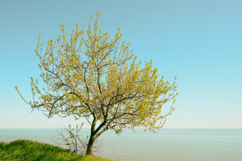Tree at seaside stock photo. Image of spring, tree, landscape - 91653882