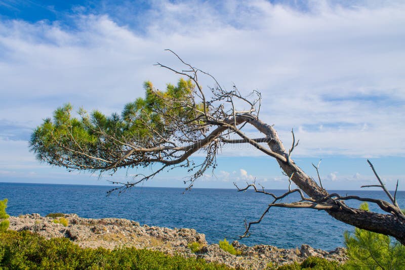 Tree at the seaside stock image. Image of sand, scenic - 214320319