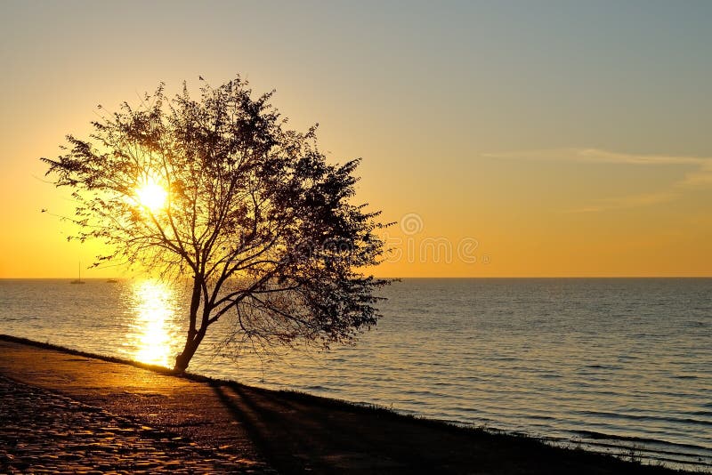 Tree on seaside stock photo. Image of nature, seascape - 76628096