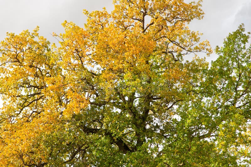 Tree through the Seasons. Transition from Summer To Autumn Stock Photo ...
