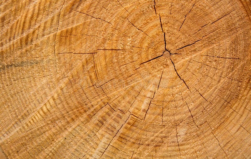 Tree section stock image. Image of history, lumber, ideas - 51527597