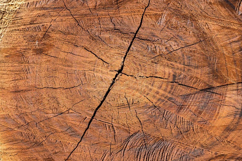 Tree Section Cut Down As Background Stock Image - Image of natural ...