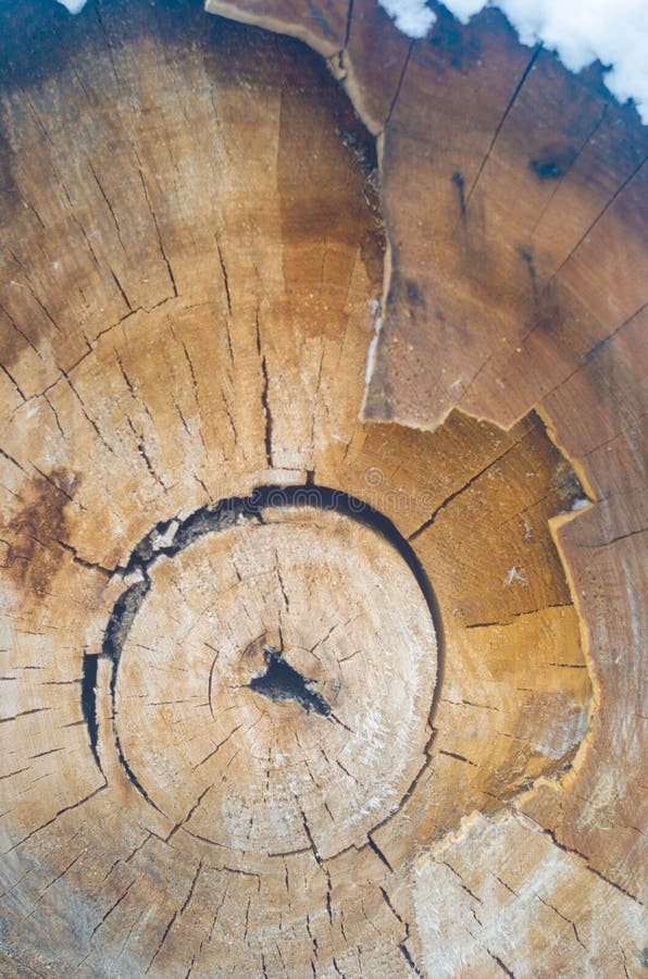 Tree in section stock photo. Image of logs, industry - 62246112