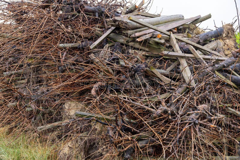 Tree Sections, Plant Waste and Wood in Pile Stock Photo - Image of ...