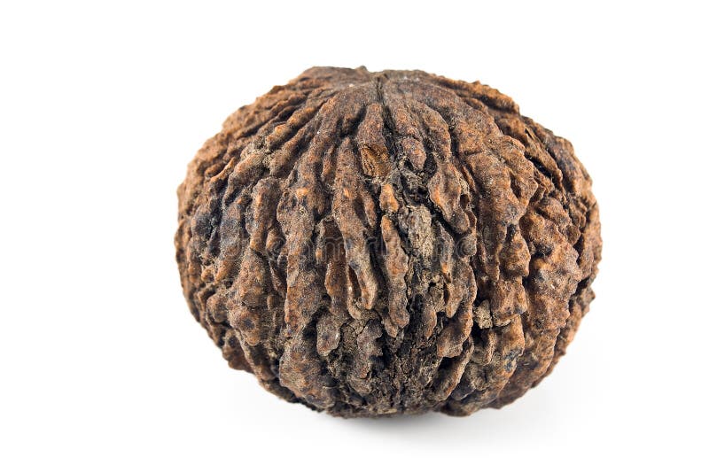 Tree seed stock photo. Image of environment, hope, development - 25833772