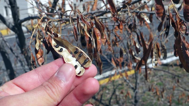 Tree Seed, Dried Seed Pods on a Tree Stock Video - Video of season ...