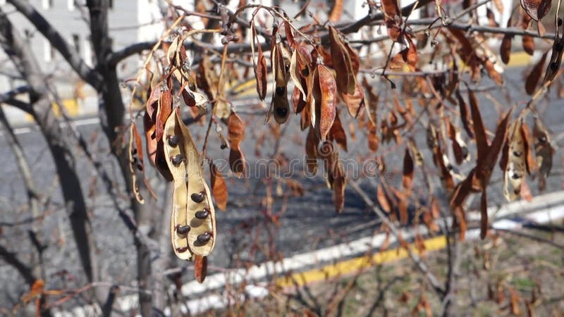 Tree Seed, Dried Seed Pods on a Tree Stock Footage - Video of white ...
