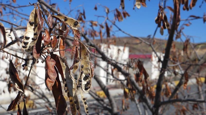 Tree Seed, Dried Seed Pods on a Tree Stock Footage - Video of white ...