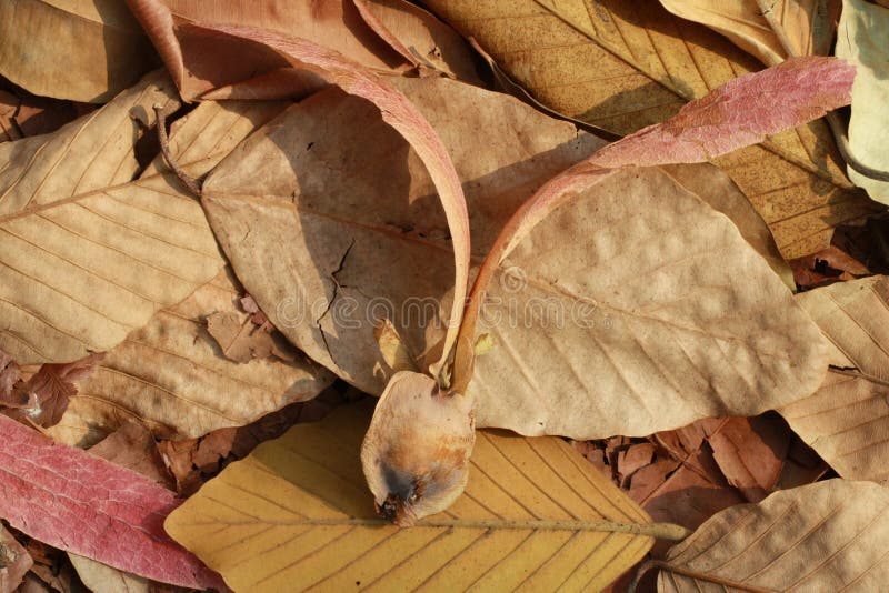Tree Seed Fall To Ground with Dry Leaves Stock Photo - Image of branch ...