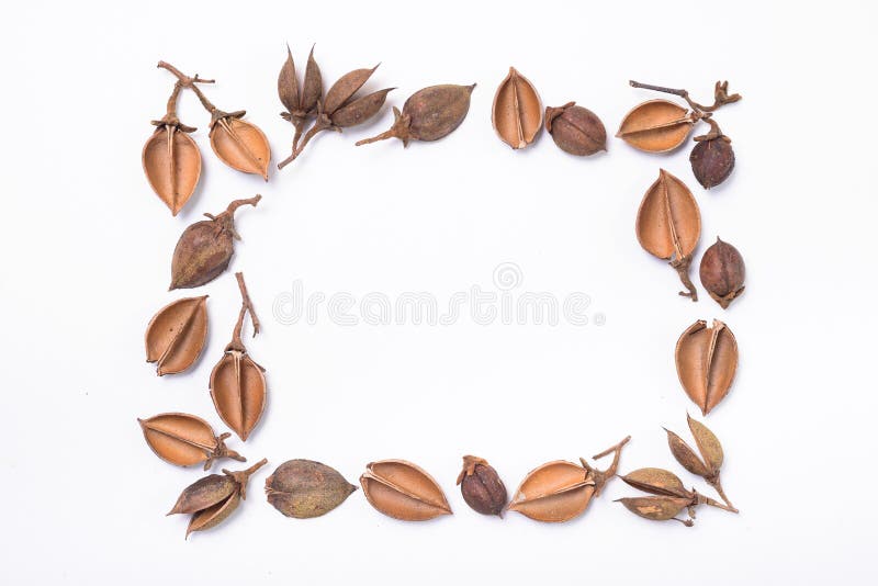 Tree Seed Pods Arranged Rectangular Frame Pattern Stock Photos - Free ...