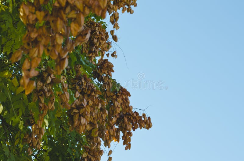 The Tree and the Seed Pods in the Clear Sky Stock Image - Image of ...