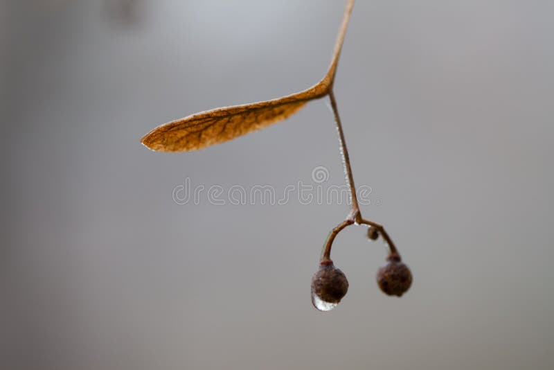 Tree seed with water drop stock image. Image of seed - 63776431