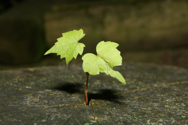 Fig tree seedling stock image. Image of sprout, immature - 2262379