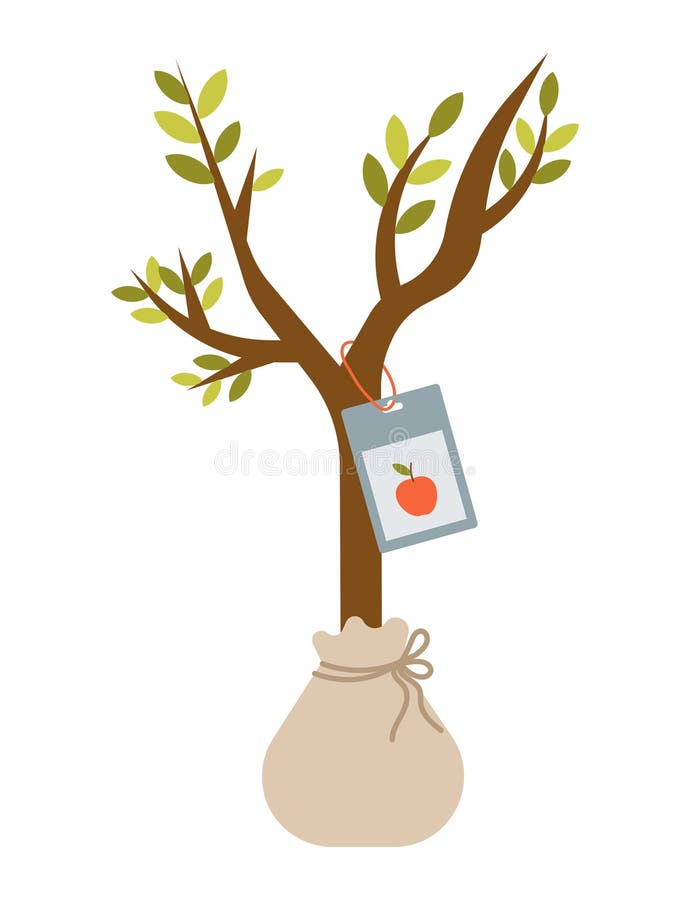Tree Seedling, Apple Tree for Planting. Vector Illustration for ...