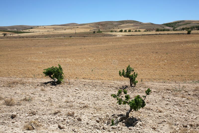 Tree Seedling at Drought Field Stock Image - Image of green, earth ...