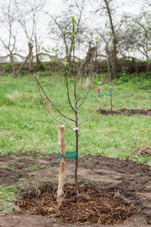 Tree Seedling Planted in Soil Stock Photo - Image of gardening ...