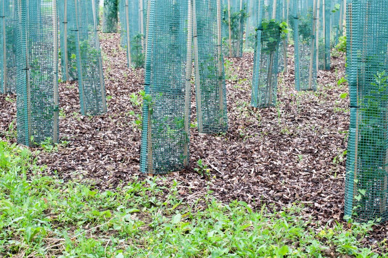Rows of Tree Seedlings Protected with Metal Grid Stock Image - Image of ...