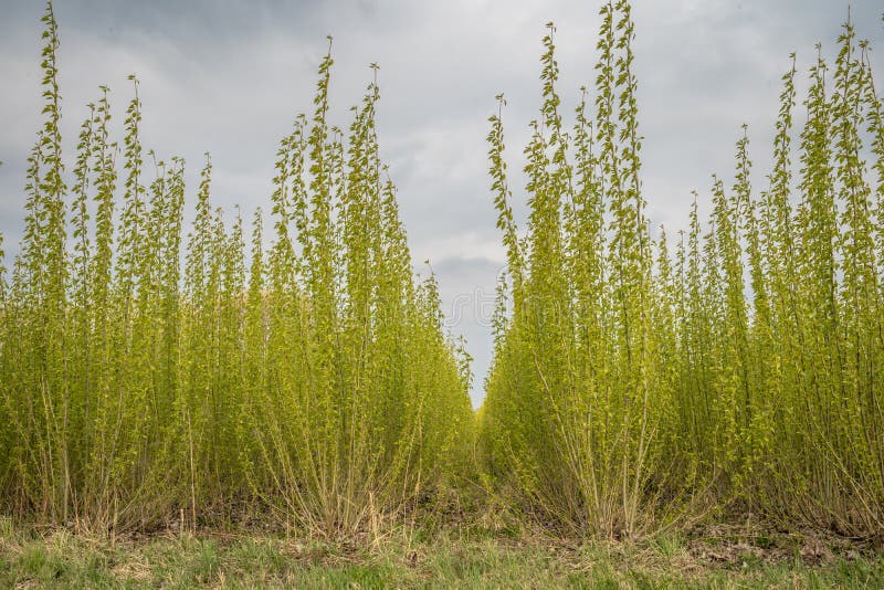 Tree Seedlings in a Field for Gathering Fruit and Feed for Cattle ...