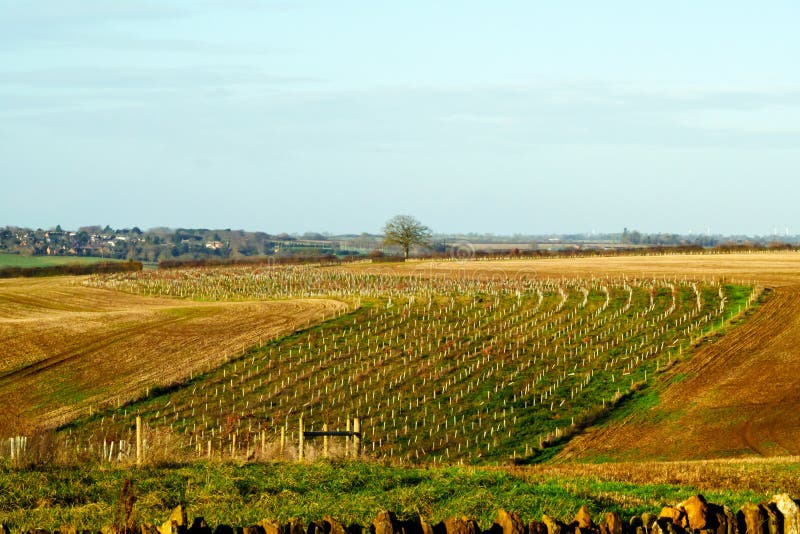 Tree Seedlings Growing on Field in England Uk Stock Image - Image of ...