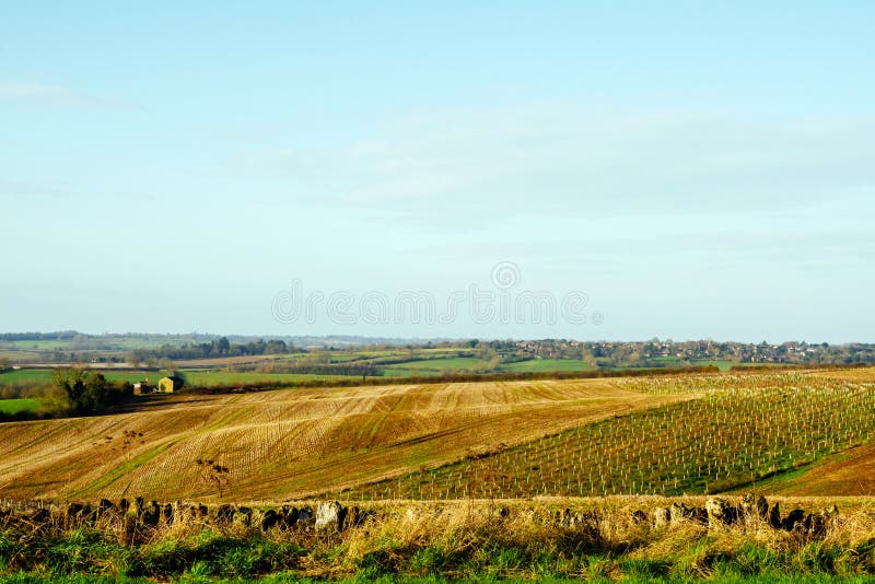 Tree Seedlings Growing on Field in England Uk Stock Photo - Image of ...