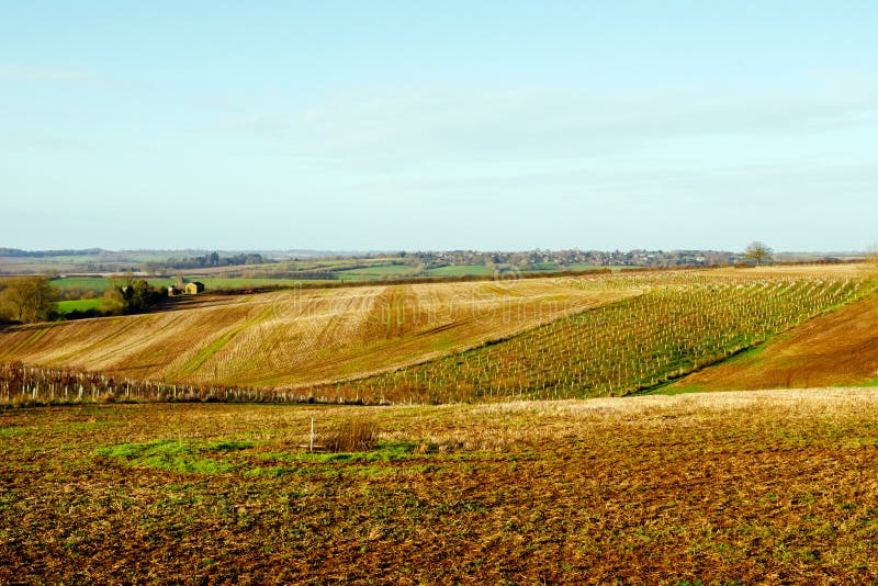 Tree Seedlings Growing on Field in England Uk Stock Image - Image of ...