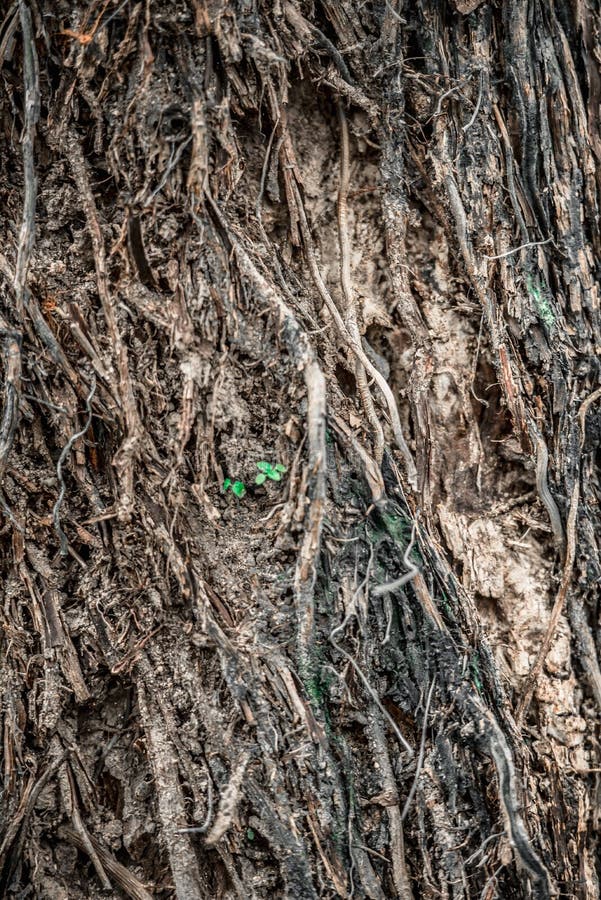 Tree seedlings stock image. Image of farming, root, leaf - 94242285