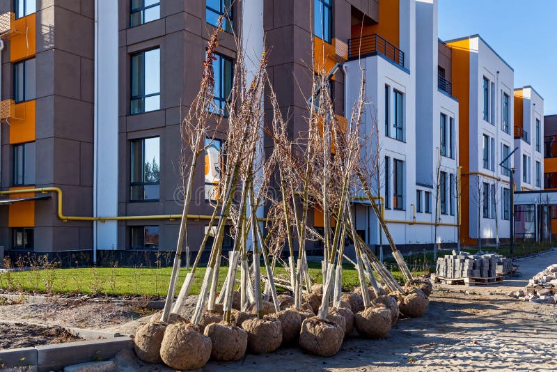 Tree Seedlings for Landscape Design Stock Photo - Image of cultivating ...