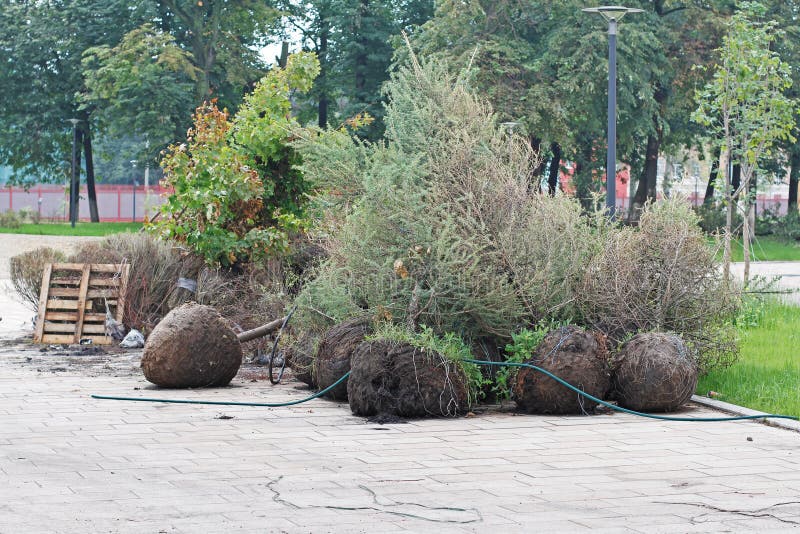 Tree Seedlings Ready for Planting in a Park Stock Image - Image of ...