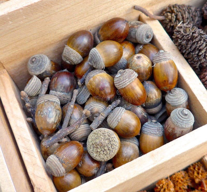 Various of tree seeds stock image. Image of paper, green - 69894995